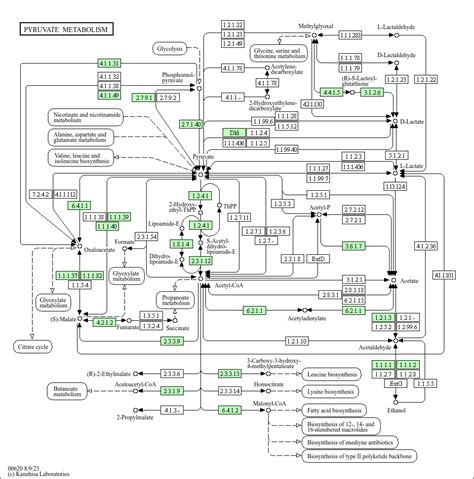 Kegg Pathway Pyruvate Metabolism Chlorella Variabilis