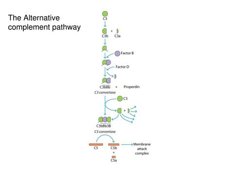 Ppt The Complement System Powerpoint Presentation Free Download Id