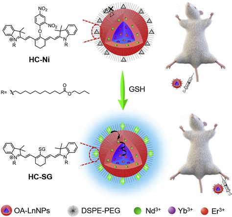 A Universal Strategy To Construct Lanthanide Doped Nanoparticles Based