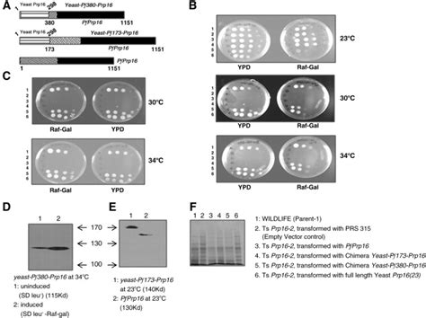 In Vivo Assays For Complementation Of Temperature Sensitive Yeast Prp16