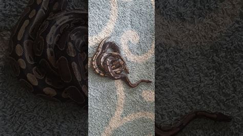 ball pythons male and female youtube