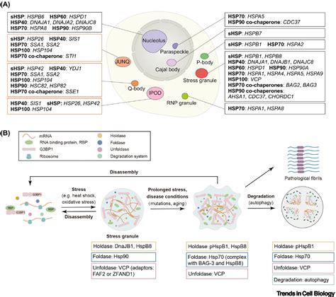 Spatiotemporal Dynamic Regulation Of Membraneless Organelles By