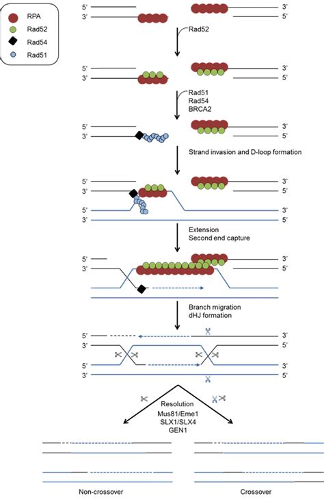 Homologous Recombination Repair Of Dbss Dna End Resection Results In
