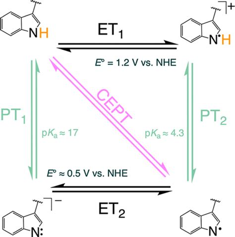 Concerted And Stepwise Proton Coupled Electron Transfer For Tryptophan