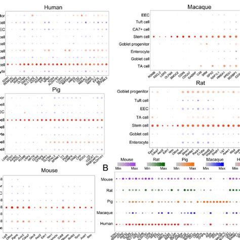 Conserved And Species Specific Isc Signature Genes Across Species A