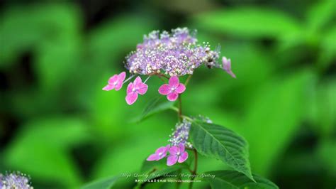 √完了しました！ 植物 壁 高画質 901739 Pc 壁紙 高画質 植物