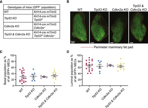 Depletion Of Trp53 And Cdkn2a Does Not Promote Self Renewal In The