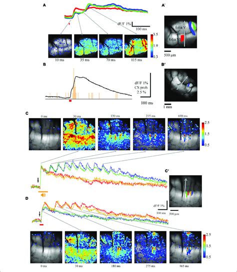 The Spatio Temporal Organization Of The Response To Electric