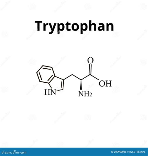 Tryptophan Or L Tryptophan Trp W Amino Acid Molecule Skeletal