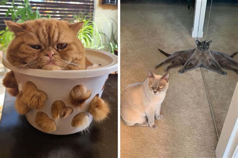 Download Funny Cats Cute Meme Picture