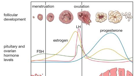 steroid hormone definition classification and function britannica