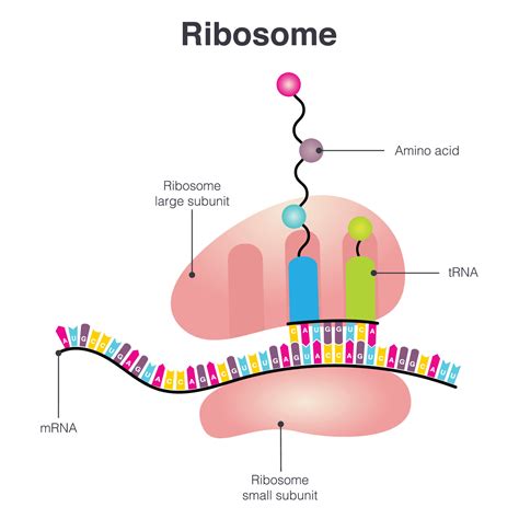 Ribosome Royalty Free Vector Image Vectorstock