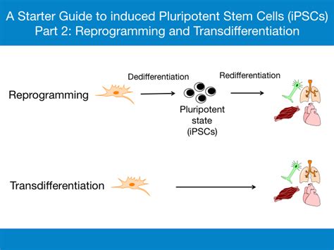 Starter Guide To Induced Pluripotent Stem Cells Ipscs Part 2