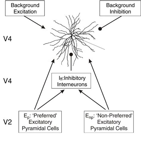 Figure 1 From Selective Attention Through Phase Relationship Of