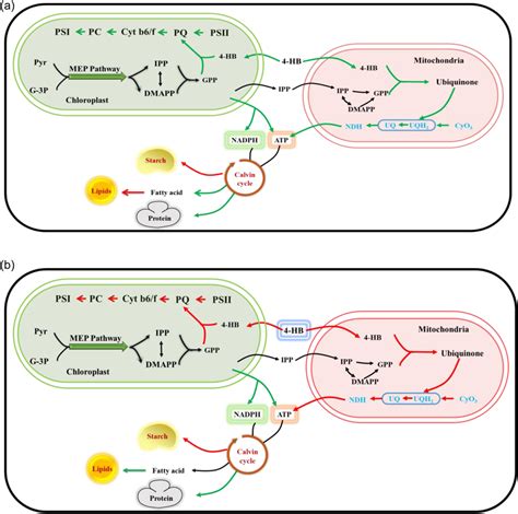 Scheme Illustrating Metabolic Regulation Of Chlamydomonas Download