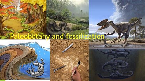 Paleobotany And Fossilization Birbal Sahani Kaspar Maria Importance Of