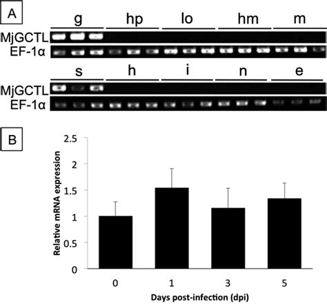 Tissue Expression Profile Of Mjgctl A Tissue Distribution Of Mjgctl
