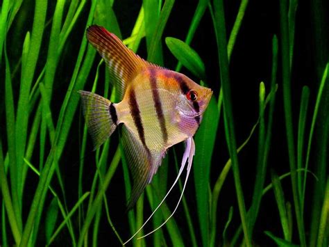 13 Jenis Ikan Hias Air Tawar Yang Mudah Dipelihara Gramedia