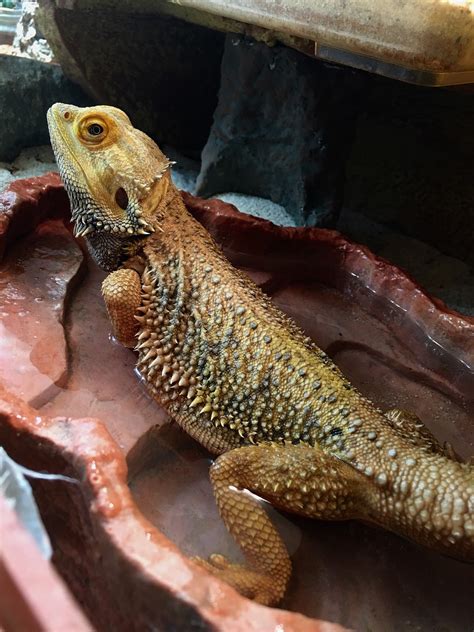 Bearded Dragon Brumation Everything You Need To Know Guide