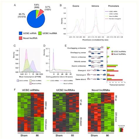 Global Identification Of Long Non Coding Rnas Expressed In The Heart