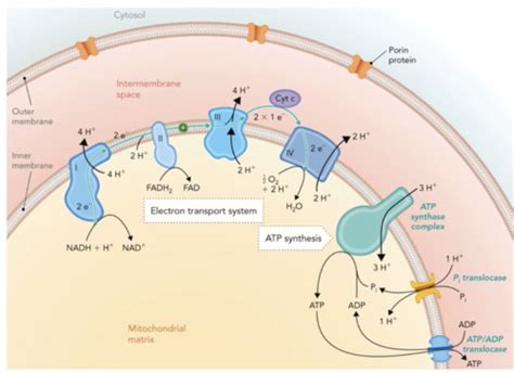 Module 20 2 Oxidative Phosphorylation Atp Synthesis Flashcards Quizlet