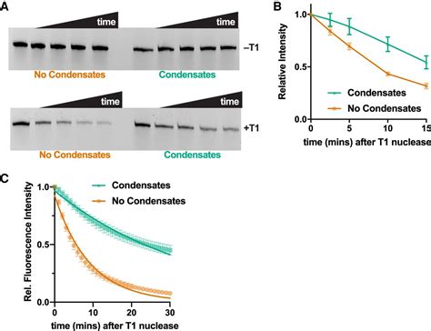 Rna Sequence And Structure Control Assembly And Function Of Rna Condensates