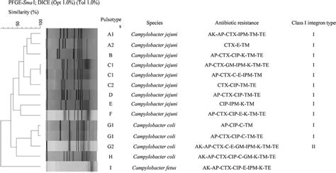 The Dendrogram Of Smai Digested Pfge Profile Of 14 Campylobacter