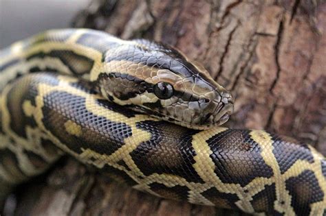 20 burmese pythons found slithering inside utah home abc7 southwest