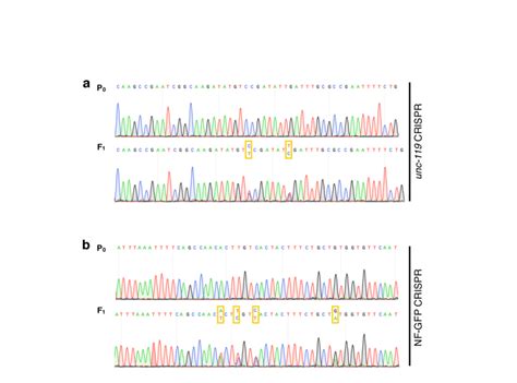 Sequence Confirmation Of Induced Mutation In A Unc 119 Ed3 And B