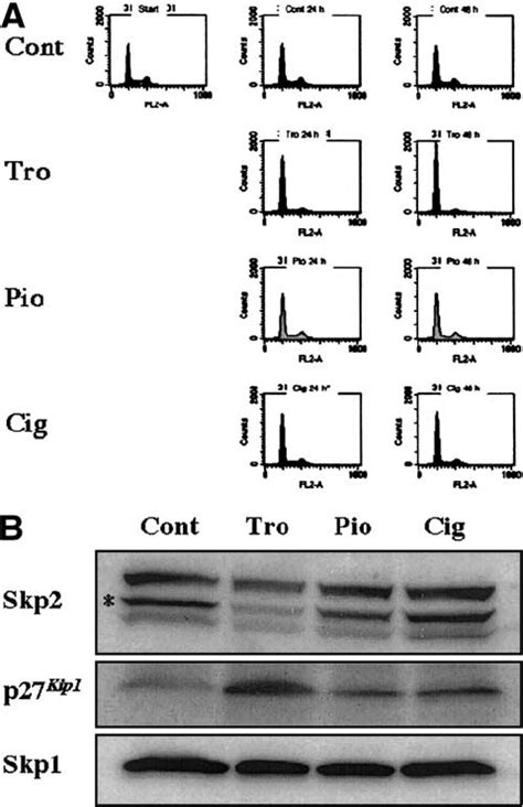 A Flow Cytometric Analysis Of The Cell Cycle Was Performed In The Hlf