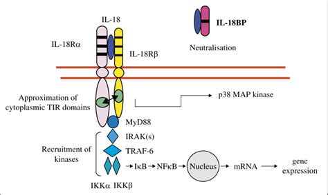 il 18 receptors the two chains of the il 18 receptors get close to