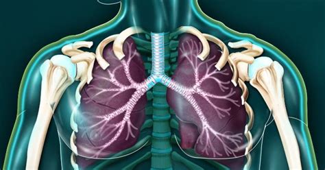 Bronchite Chronique Quelles Causes Fiches Santé Et Conseils Médicaux