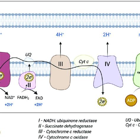 Schematic Representation Of Mitochondrial Electron Transport Chain