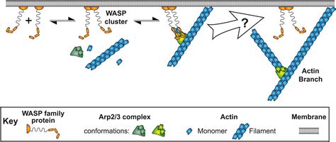 Three Color Single Molecule Imaging Shows Wasp Detachment From Arp2 3
