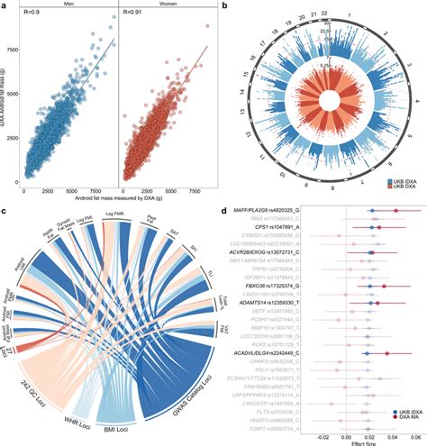 Idxa Phenotypes Provide Accurate Representations Of Dxa And Much