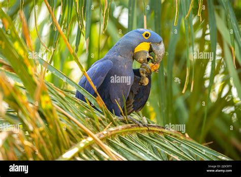 Jacinthe Macaw Gros Plan Sur Un Palmier Dans Lhabitat Naturel Brasil