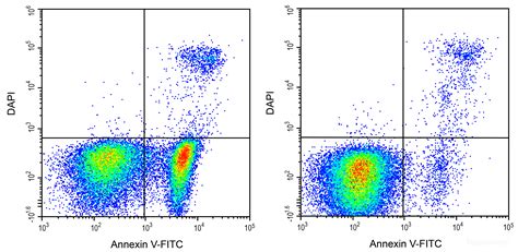 High Affinity And Specificity Annexin V Fitc Dapi Apoptosis Kit E Ck