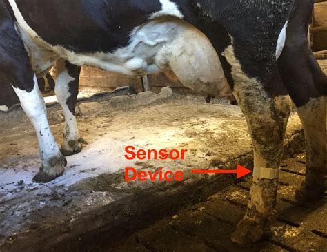 Motion Sensor Attached To A Cows Hind Left Leg Taken From [4 5] A