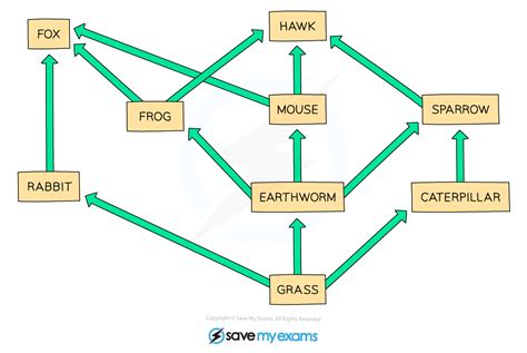 Edexcel Igcse Biology Double Science 复习笔记 4 2 2 Food Webs