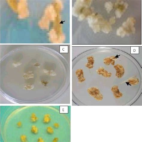 Callus Induction Using Different Explants On Msp 8 Medium A Callus