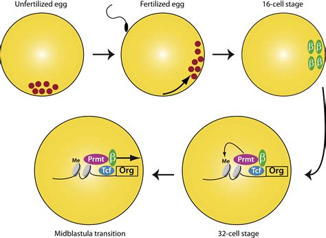 On The Fast Track To Organizer Gene Expression Developmental Cell