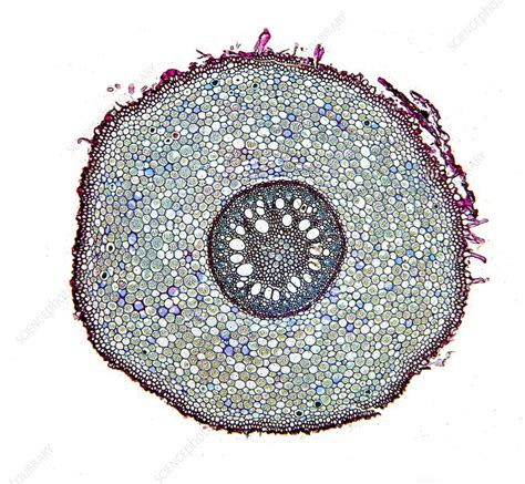 Smilax Root Light Micrograph Stock Image C011 4422 Science Photo