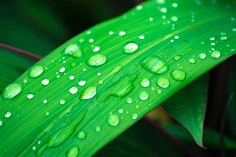 Gambar Rumput Penurunan Embun Menanam Daun Bunga Merapatkan
