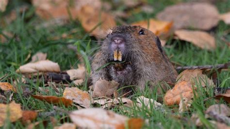 gopher control how to get rid of gophers pest samurai