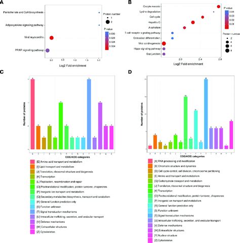 Kegg Pathway And Cog Kog Functional Classification Analysis Of Deps In