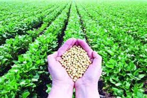 Soybean Variety खरीफ सीजन में स्थानीय क्षेत्र के अनुसार करें सोयाबीन