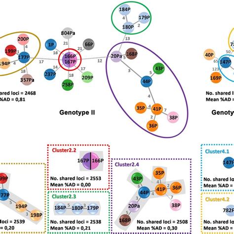 Phylogeny Of Pt B Melitensis Strains Based On A Dynamic Gene By Gene