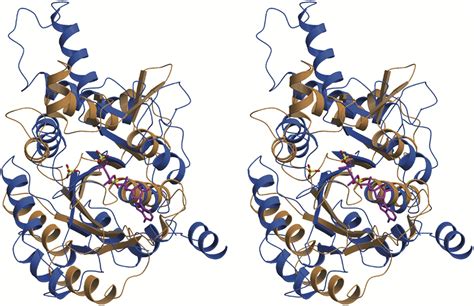 Crystal Structures Of Ctp Synthetase Reveal Atp Utp And Glutamine