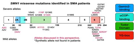 Pictorial Representation Of Smn Exons Domains And Mutations