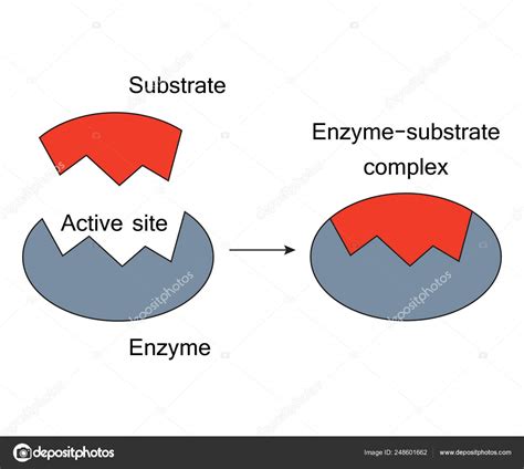 Lock And Key Model Enzyme Substrate Complex Stock Vector Image By